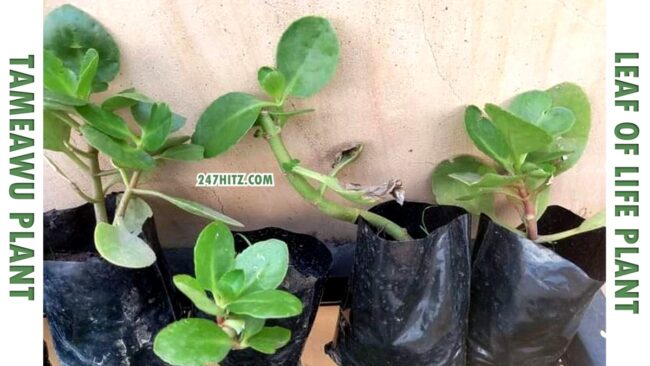 Spiritual Uses Of Leaf Of Life/Tameawu Leaf Benefits In 2025